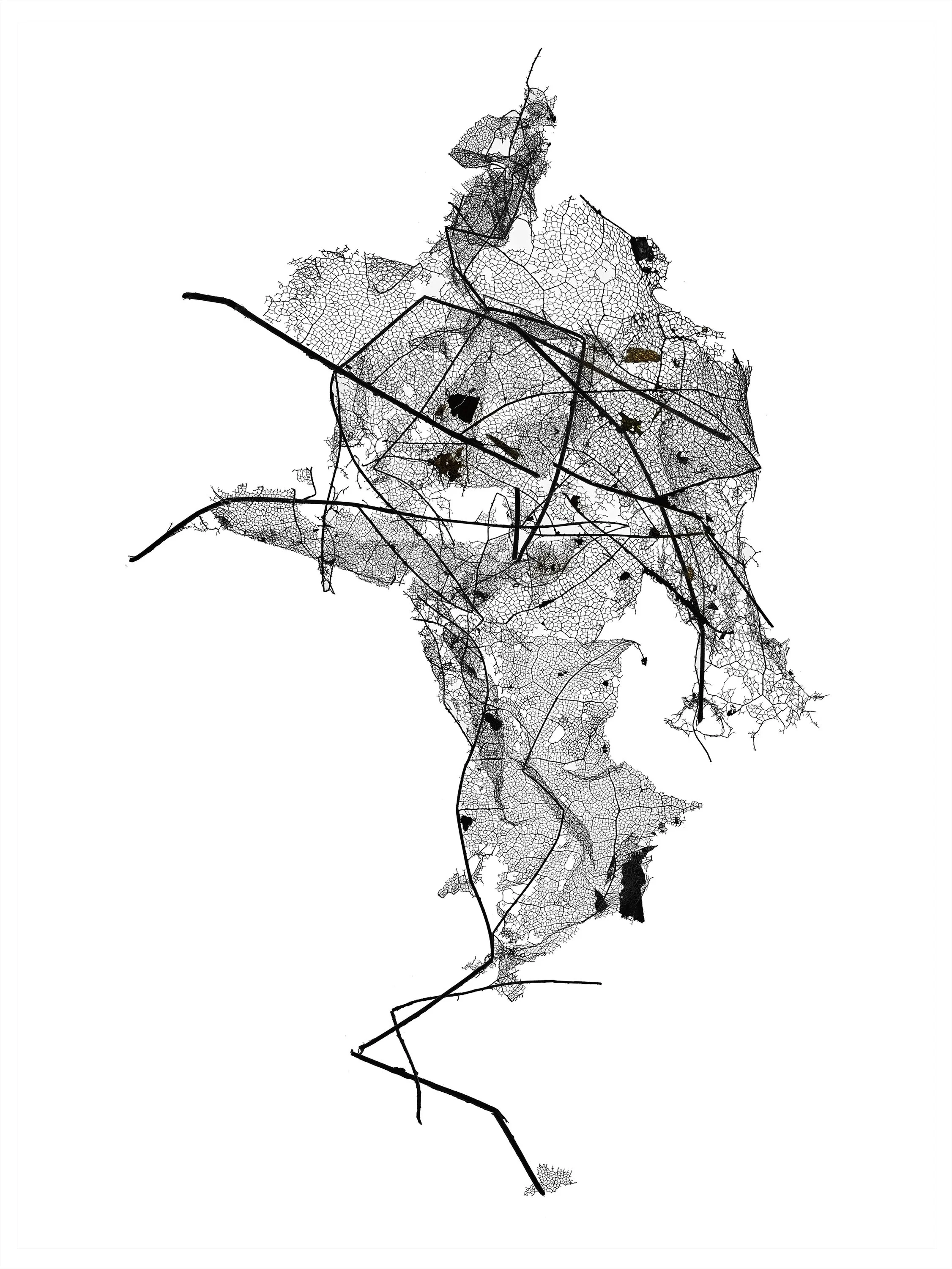 LEAF MAPS — SALES GALLERY | GILES REVELL GALLERY