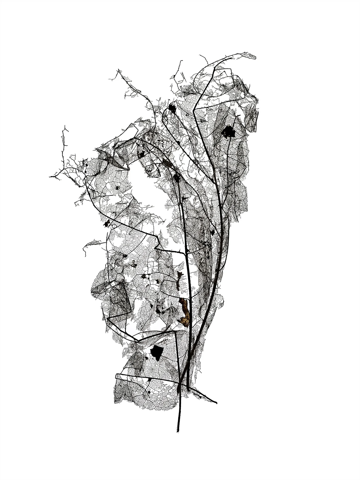 LEAF MAPS | GILES REVELL GALLERY