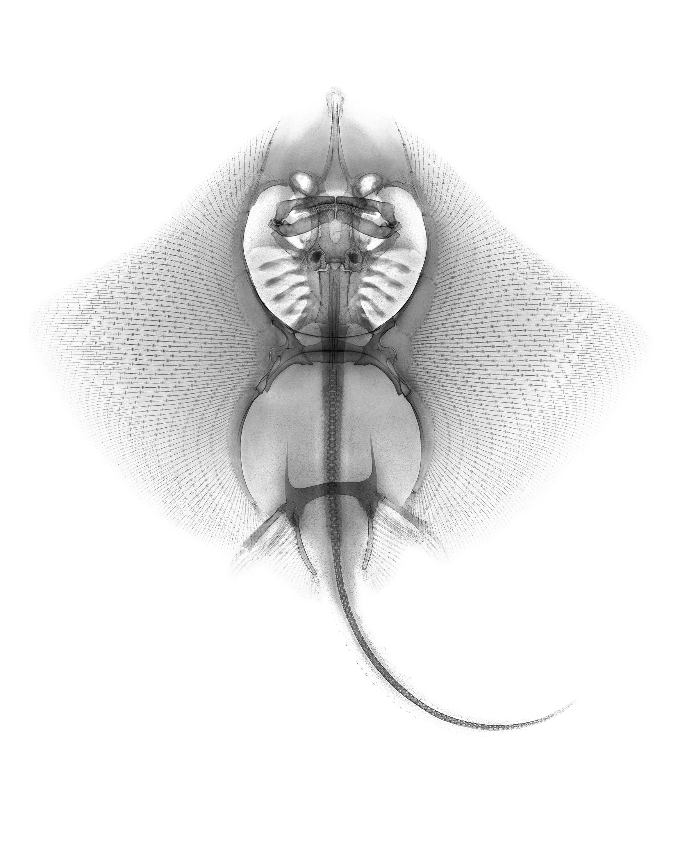 ICHTHYOLOGY | GILES REVELL GALLERY