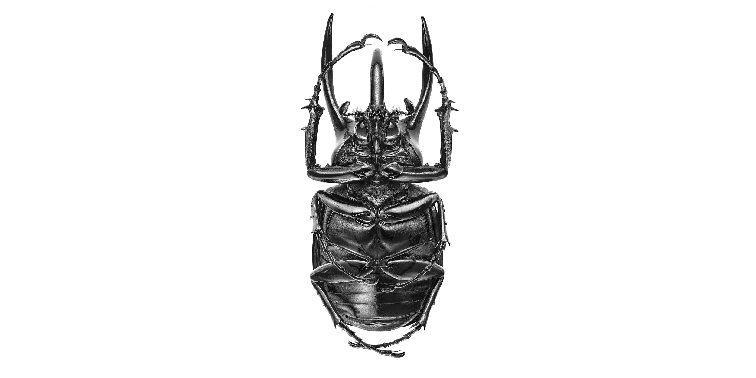 KABUTOMUSHI | GILES REVELL GALLERY