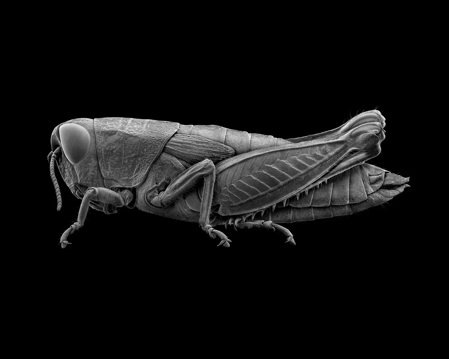 INSECT TECHTONICS (FABULOUS BEASTS) | GILES REVELL GALLERY