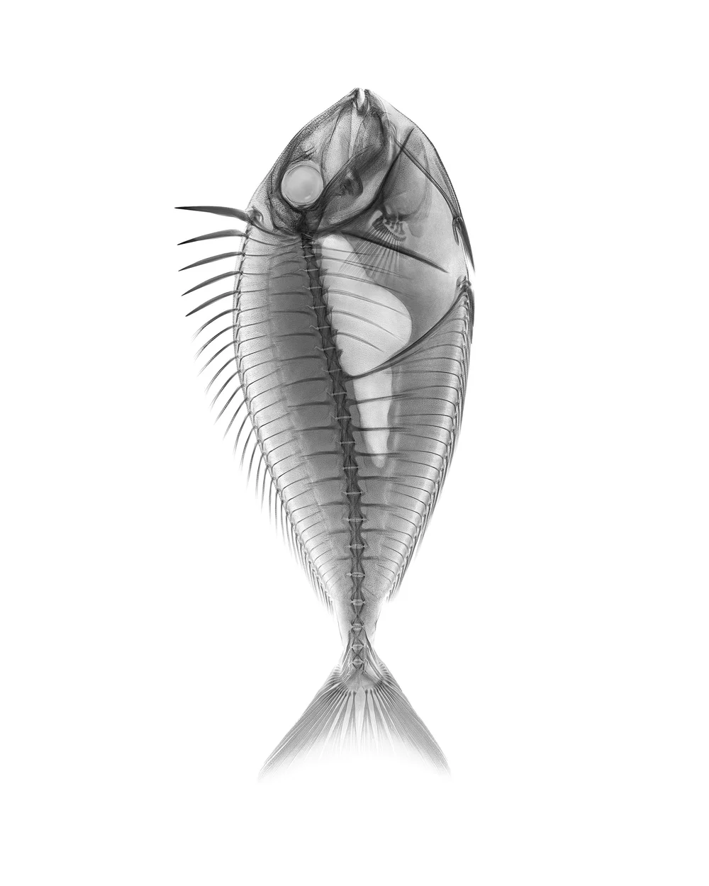 ICHTHYOLOGY | GILES REVELL GALLERY