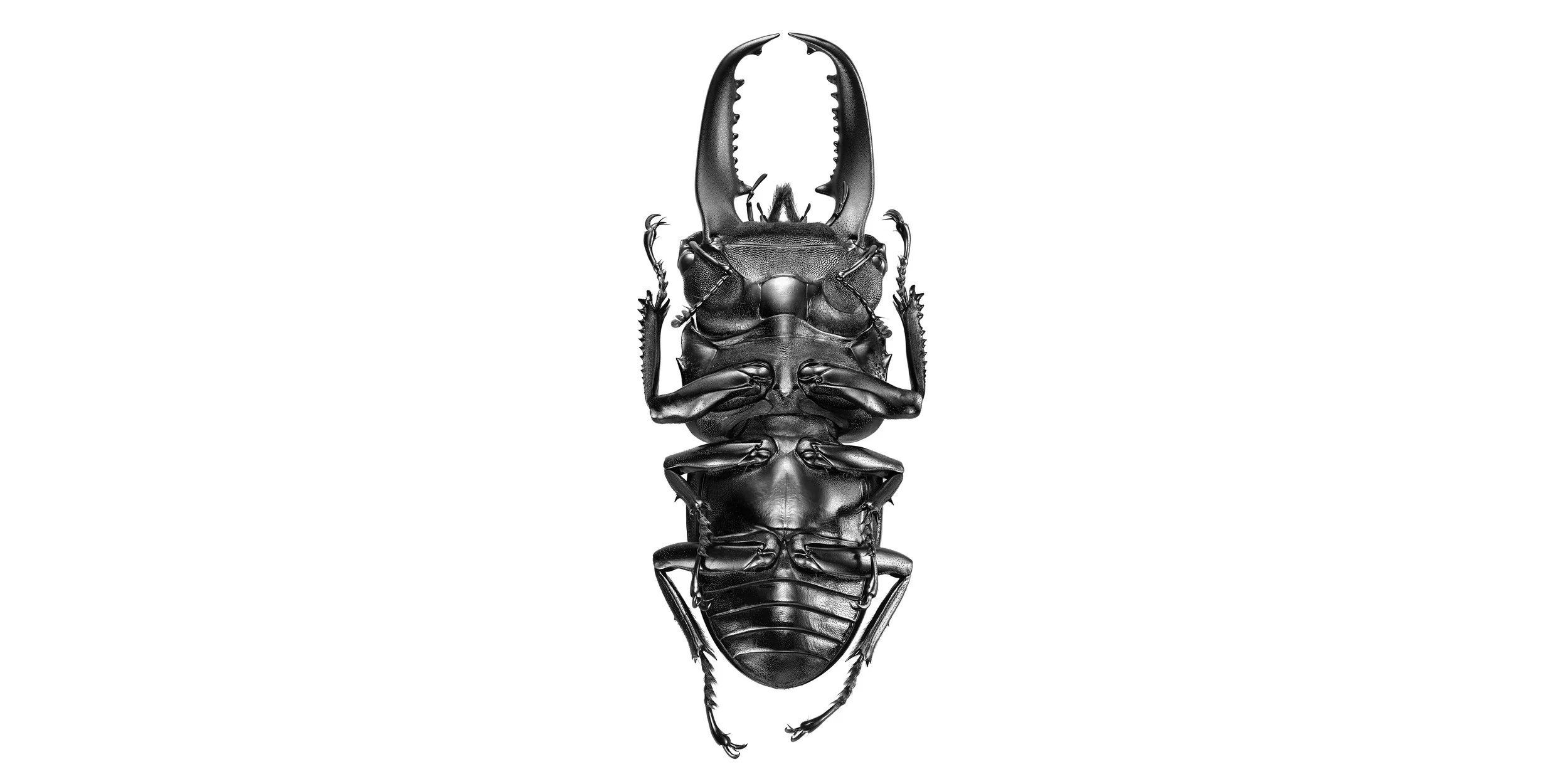 KABUTOMUSHI | GILES REVELL GALLERY