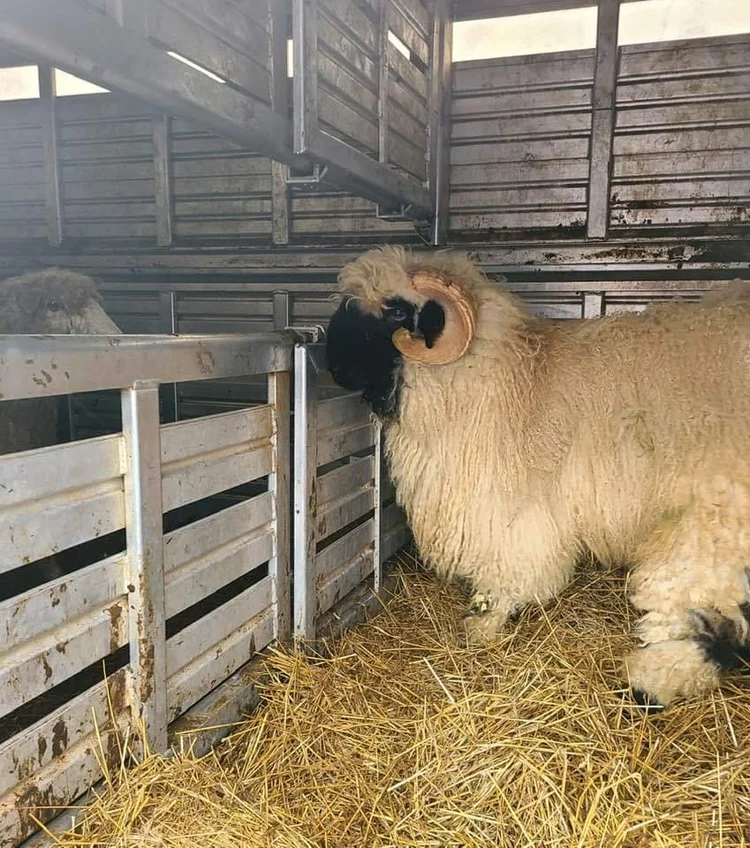 Valais Blacknose Sheep — Friesz Livestock & Friesz Family Farm, LLC