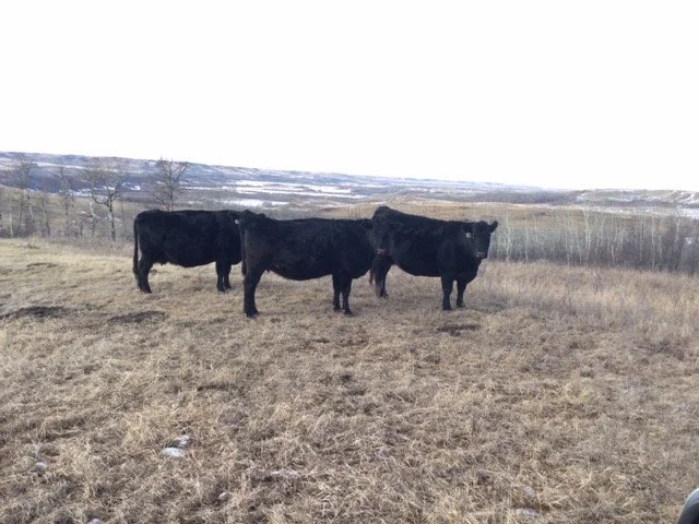 Regular Sale Featuring Palpated Heifers & Bred Cattle — Dryland Cattle ...