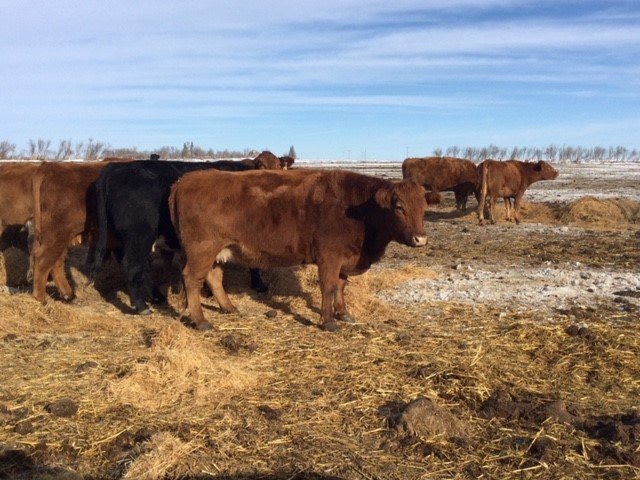 Regular Sale Featuring Palpated Heifers & Bred Cattle — Dryland Cattle ...