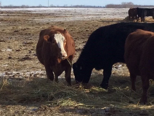 Regular Sale Featuring Palpated Heifers & Bred Cattle — Dryland Cattle ...