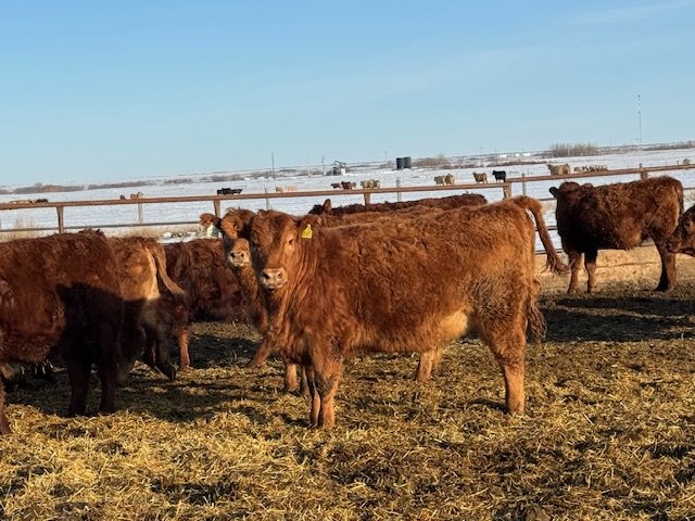 Regular Sale Featuring Palpated Breeding Heifers, Bred Cows & Heifers ...