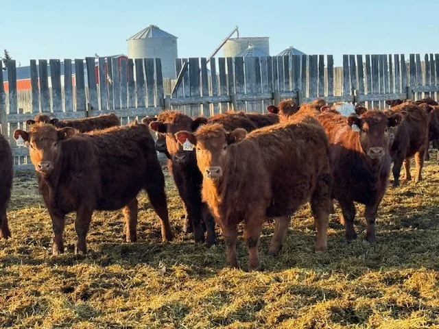 Regular Sale Featuring Palpated Breeding Heifers, Bred Cows & Heifers ...