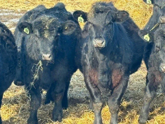 Regular Sale Featuring Palpated Breeding Heifers, Bred Cows & Heifers ...
