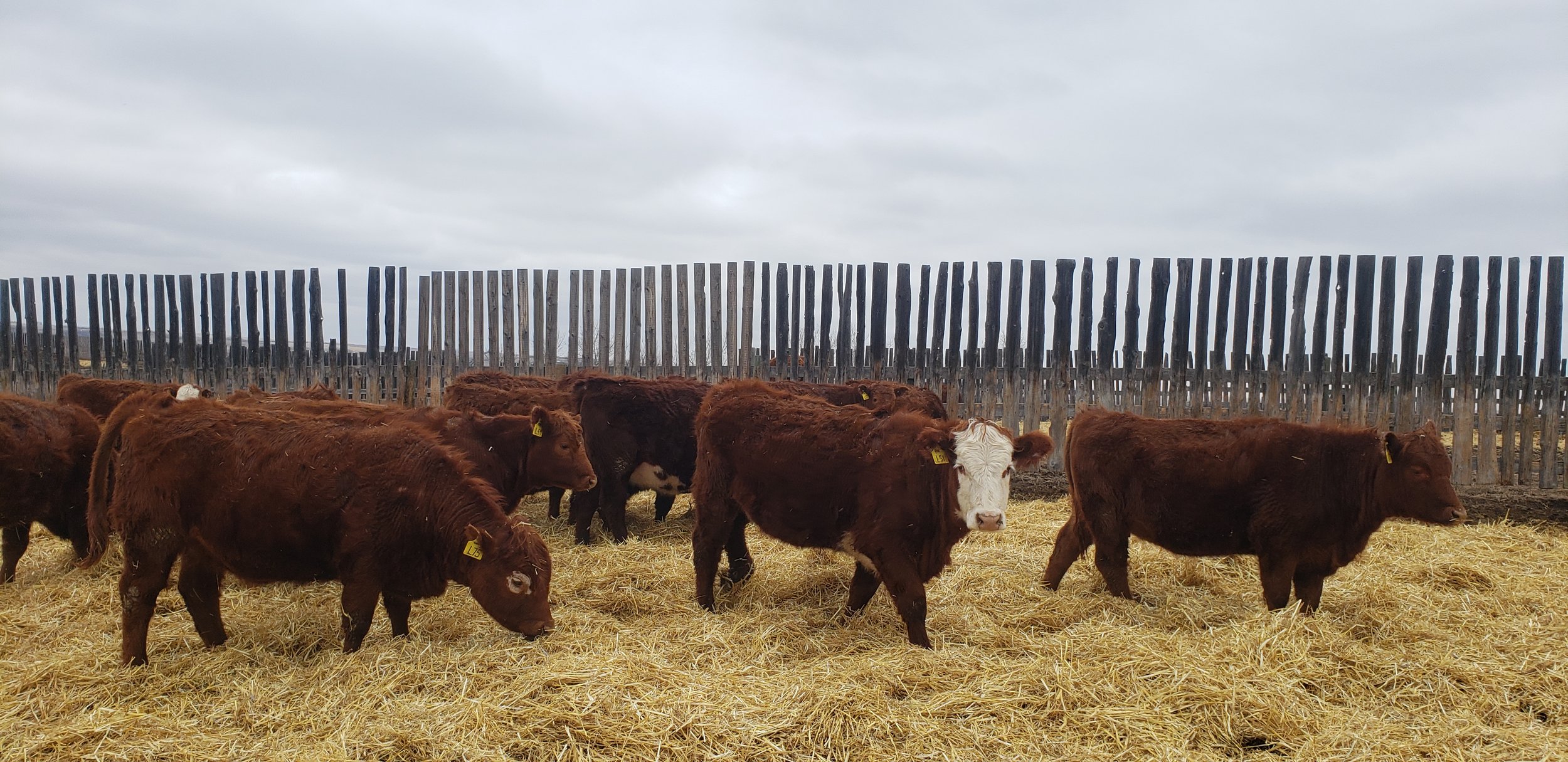Regular Sale Featuring Palpated Breeding Heifers, Bred Cows & Heifers ...