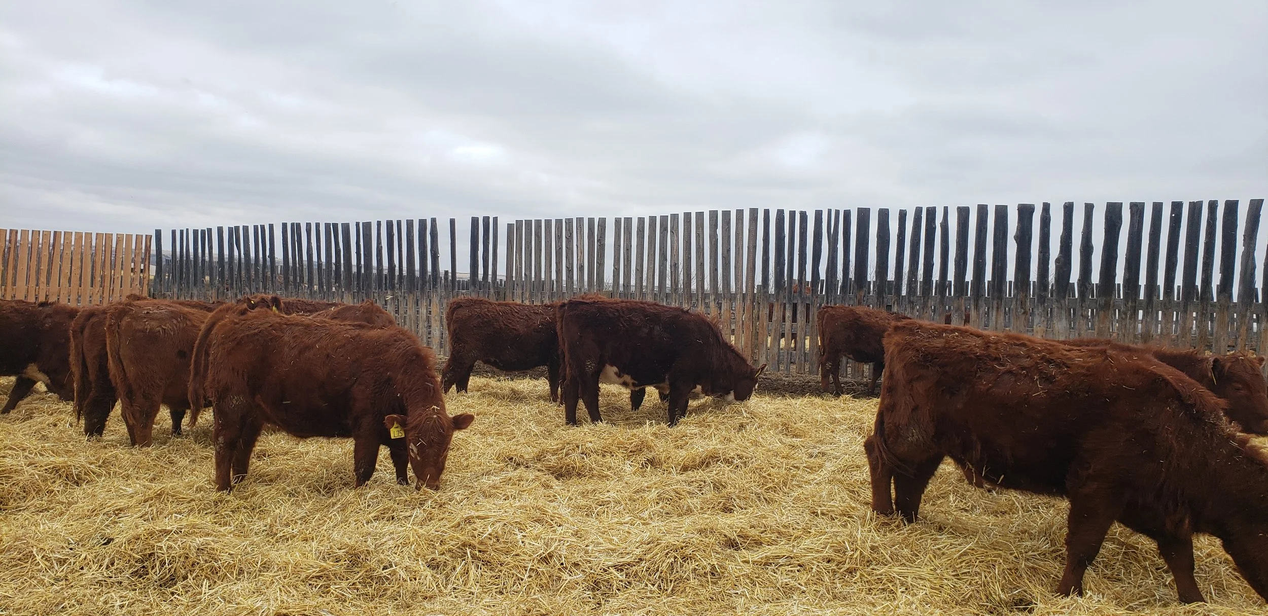 Regular Sale Featuring Palpated Breeding Heifers, Bred Cows & Heifers ...