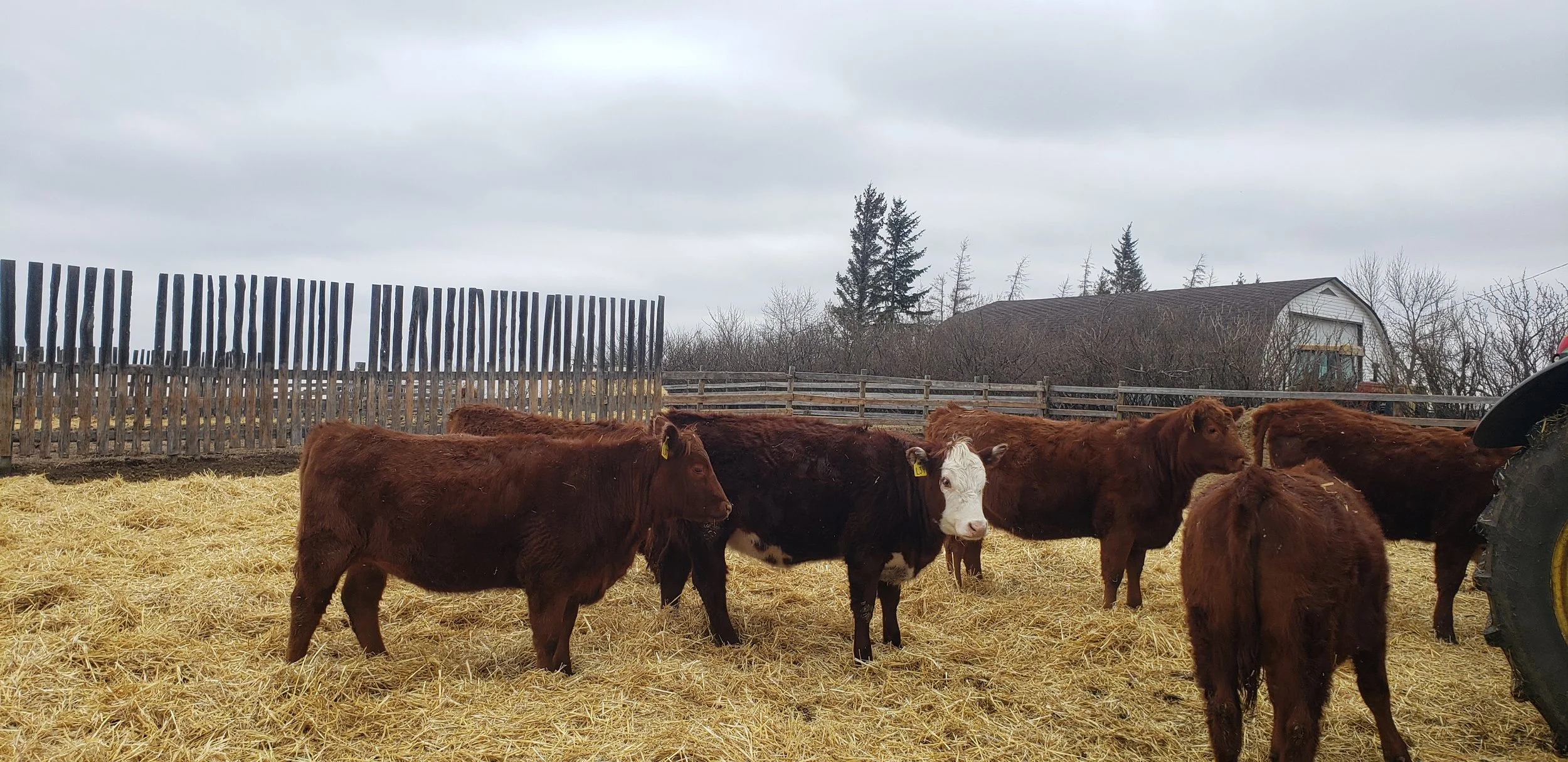 Regular Sale Featuring Palpated Breeding Heifers, Bred Cows & Heifers ...