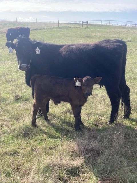 Upcoming Auctions — Dryland Cattle Trading Corporation