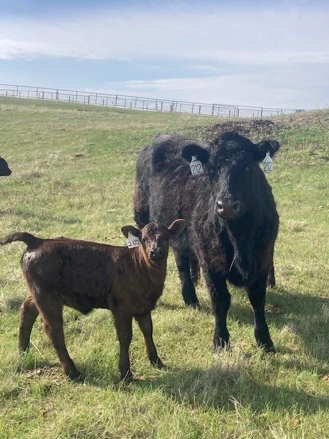 Regular Sale Featuring Cow/Calf Pairs — Dryland Cattle Trading Corporation