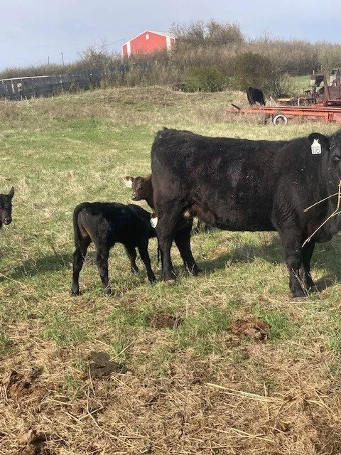 Regular Sale Featuring Cow/Calf Pairs — Dryland Cattle Trading Corporation