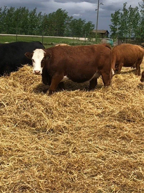 Upcoming Auctions — Dryland Cattle Trading Corporation