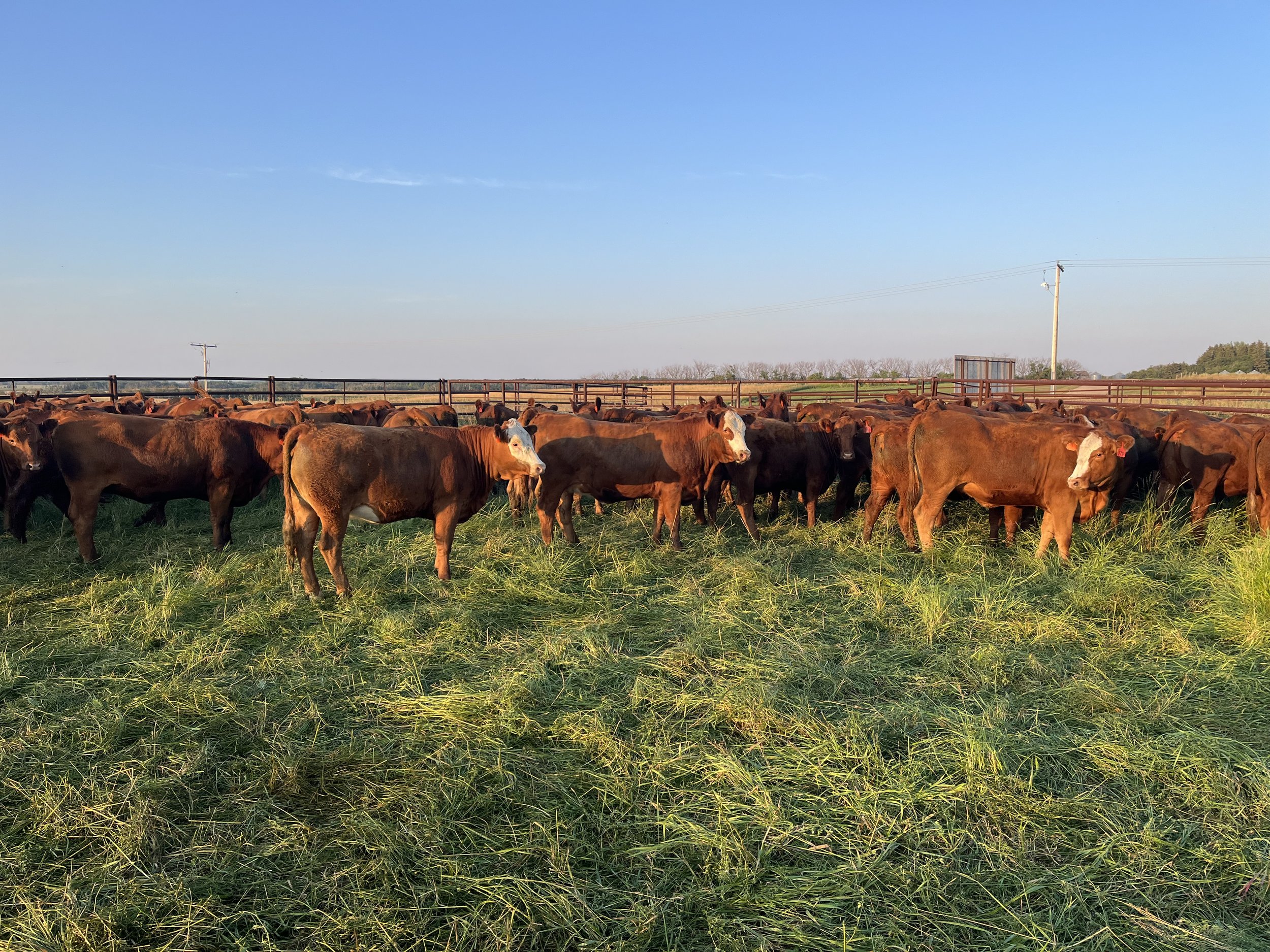 Bred Cow & Heifer Sale — Dryland Cattle Trading Corporation
