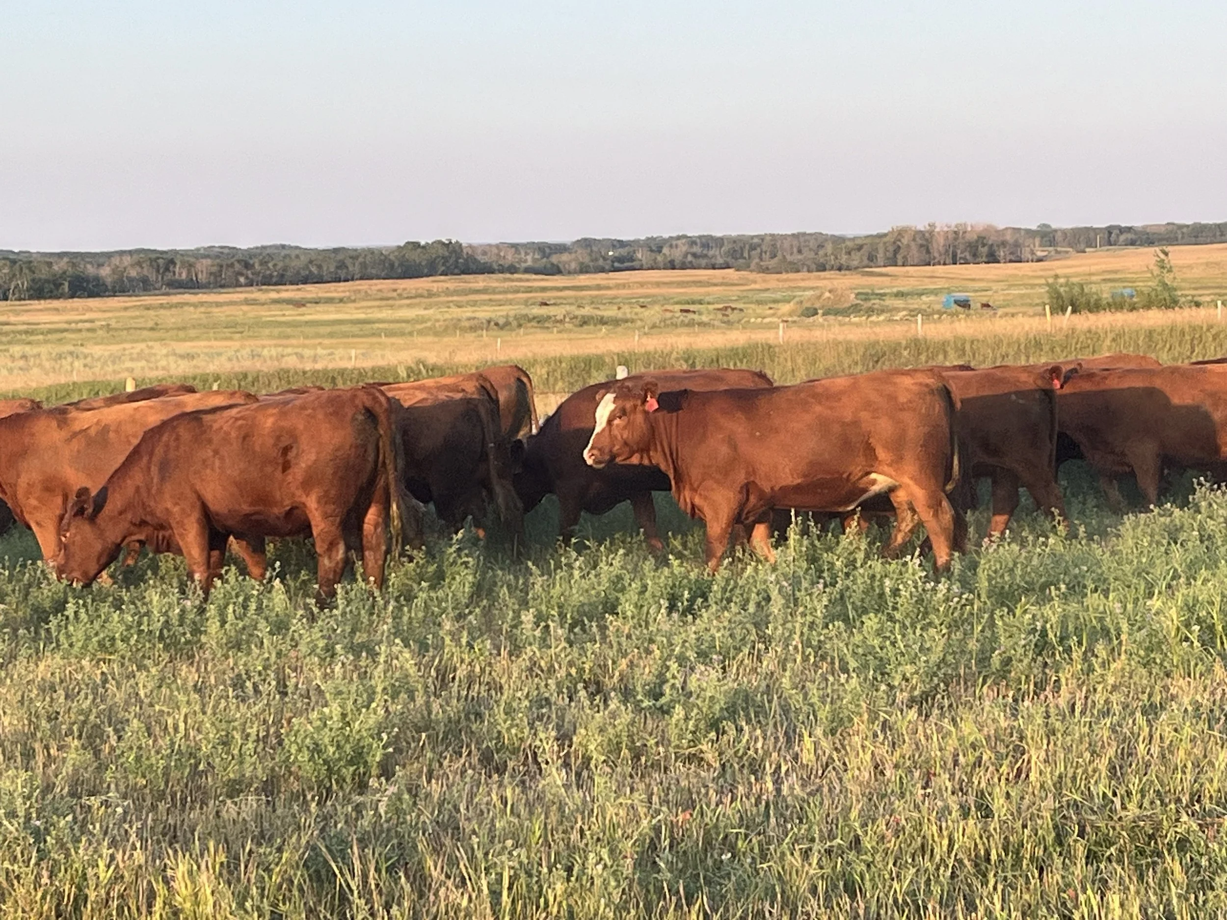 Upcoming Auctions — Dryland Cattle Trading Corporation