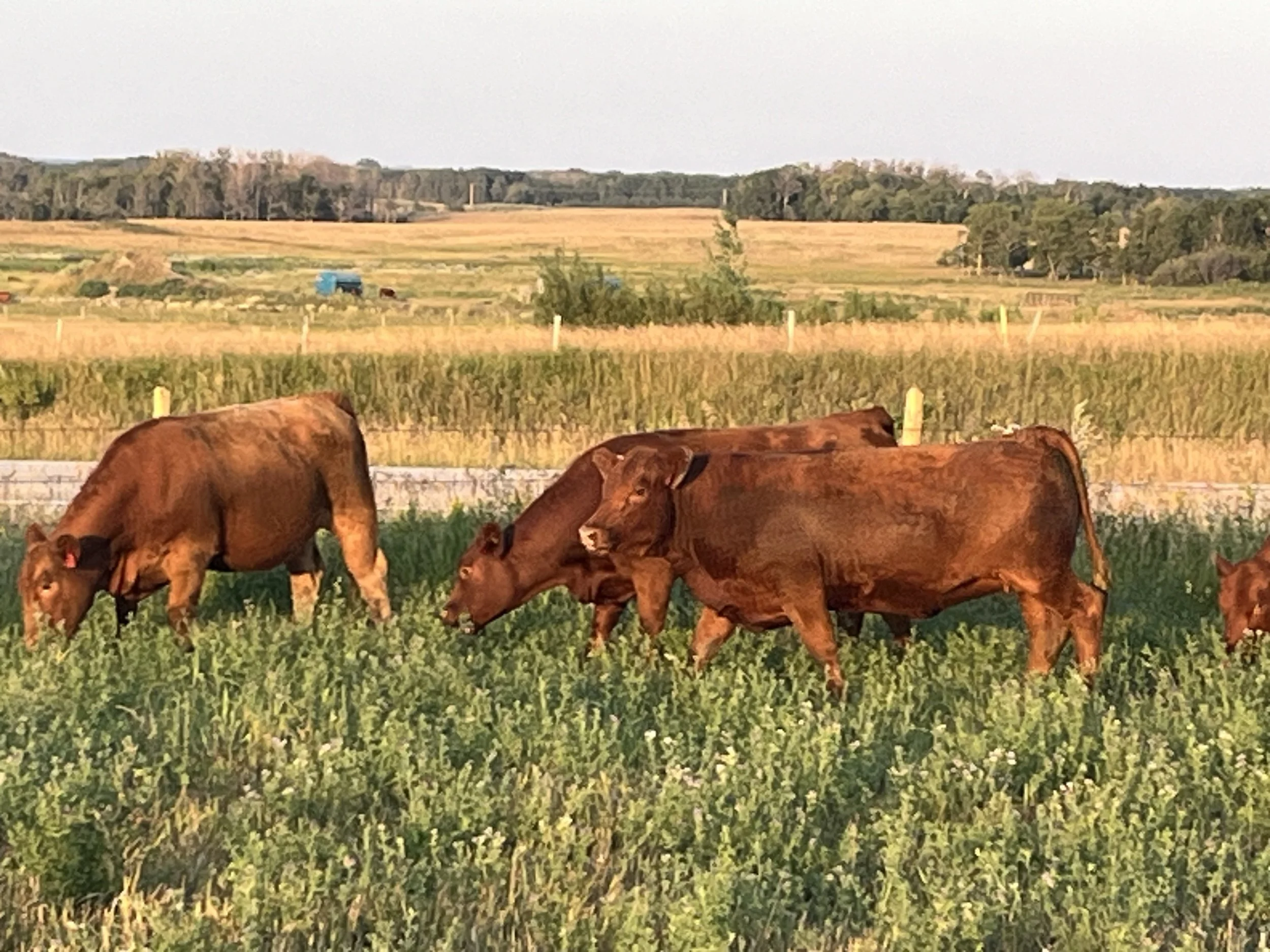 Upcoming Auctions — Dryland Cattle Trading Corporation