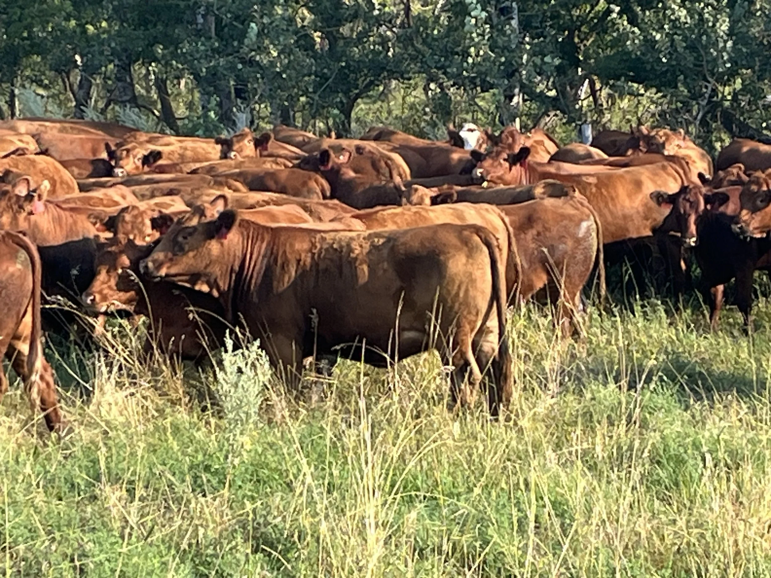 Upcoming Auctions — Dryland Cattle Trading Corporation