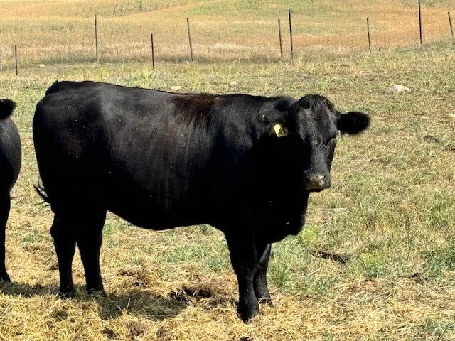 Bred Cow & Heifer Sale — Dryland Cattle Trading Corporation