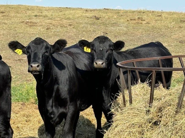 Bred Cow & Heifer Sale — Dryland Cattle Trading Corporation