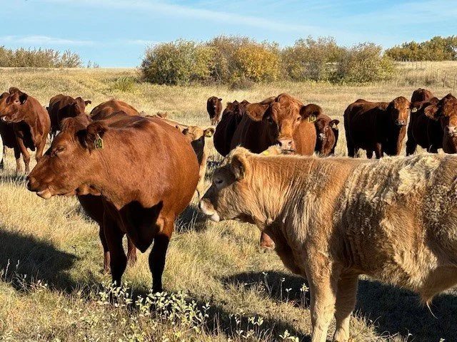 Upcoming Auctions — Dryland Cattle Trading Corporation