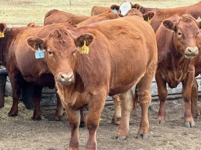 Bred Cow & Heifer Sale — Dryland Cattle Trading Corporation