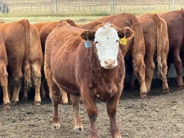 Bred Cow & Heifer Sale — Dryland Cattle Trading Corporation