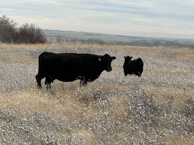 Upcoming Auctions — Dryland Cattle Trading Corporation