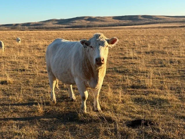 Bred Cow & Heifer Sale — Dryland Cattle Trading Corporation