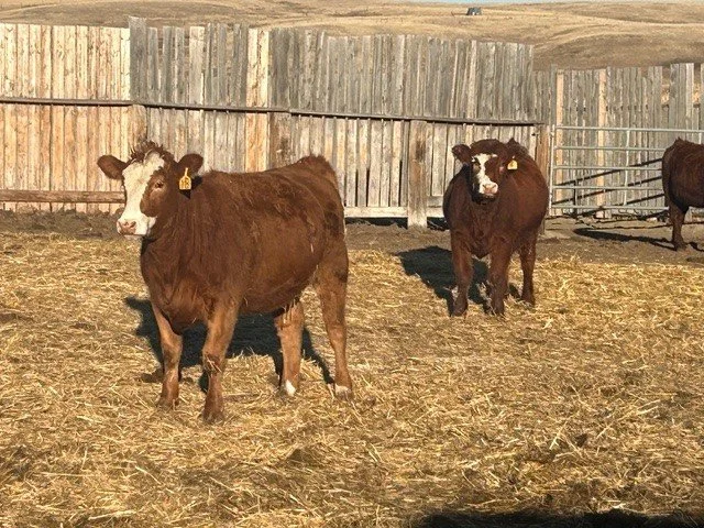 Bred Cow & Heifer Sale — Dryland Cattle Trading Corporation