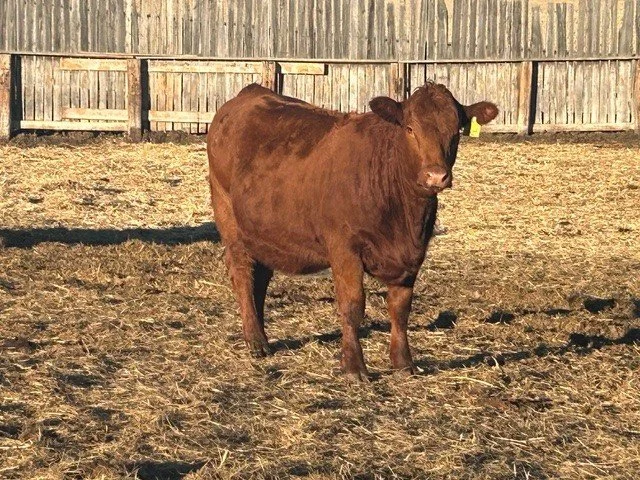 Bred Cow & Heifer Sale — Dryland Cattle Trading Corporation