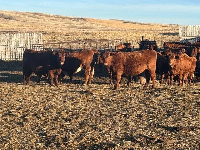 Bred Cow & Heifer Sale — Dryland Cattle Trading Corporation