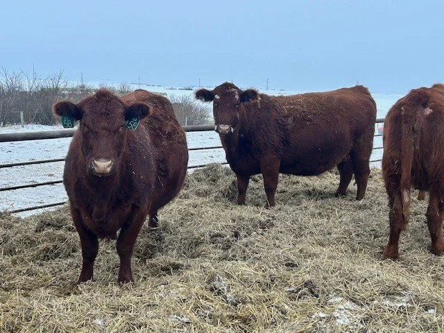 Regular Sale — Dryland Cattle Trading Corporation