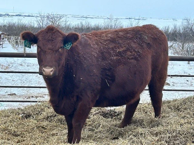 Regular Sale — Dryland Cattle Trading Corporation