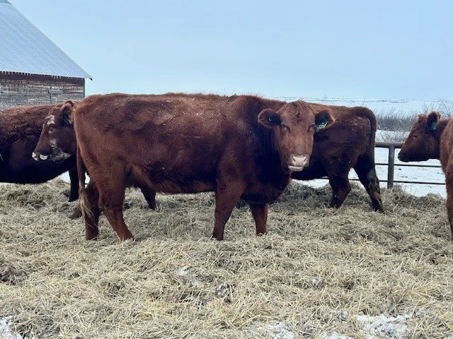 Regular Sale — Dryland Cattle Trading Corporation