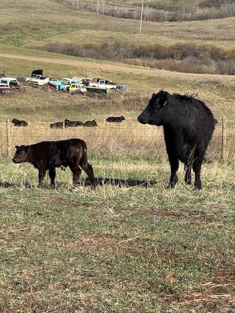 Regular Sale - Featuring Cow/Calf Pairs — Dryland Cattle Trading ...