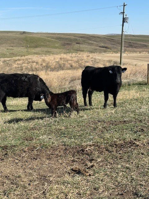 Regular Sale - Featuring Cow/Calf Pairs — Dryland Cattle Trading ...