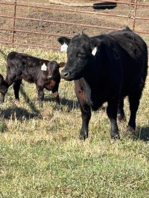 Regular Sale - Featuring Cow/Calf Pairs — Dryland Cattle Trading ...