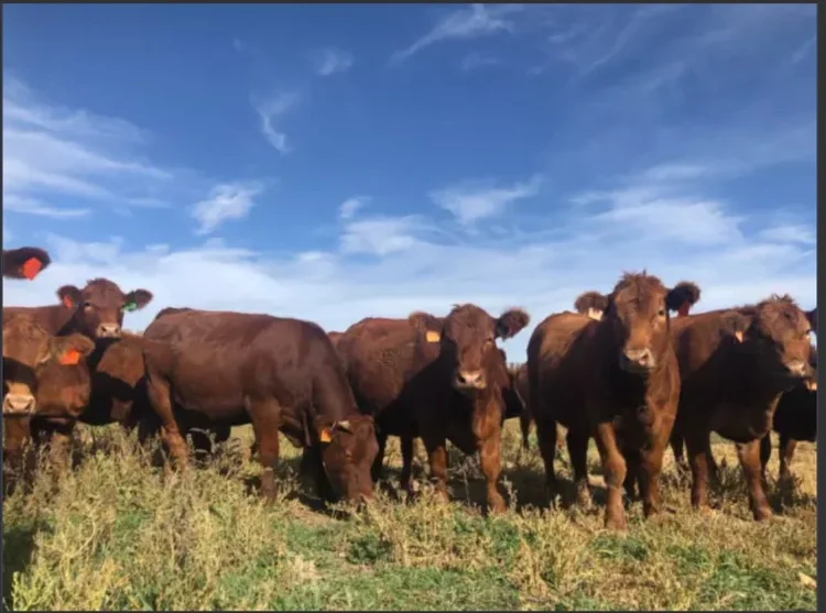 Dryland Cattle Trading Corporation