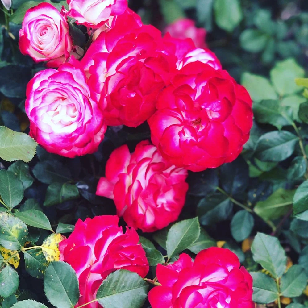 4 Color Pack Remanufactured Toner Replacement for GPR-58 Canon ...