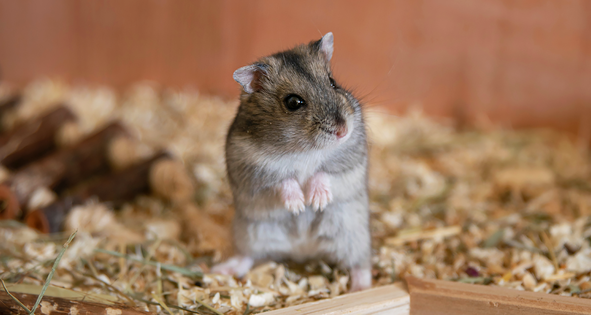 Porquinho da índia: origem, personalidade e como cuidar — VetSaúde