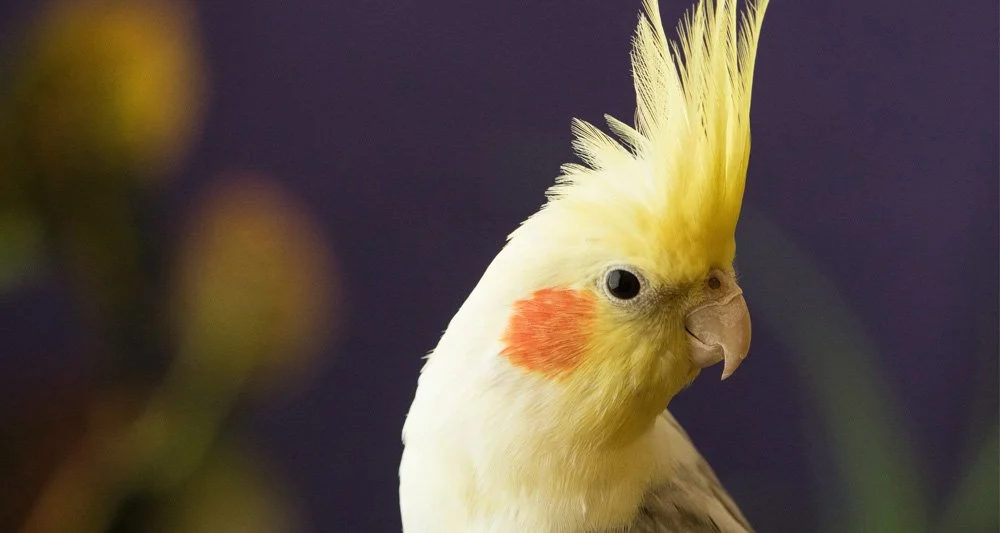 Calopsita: o que come, personalidade e como cuidar — VetSaúde