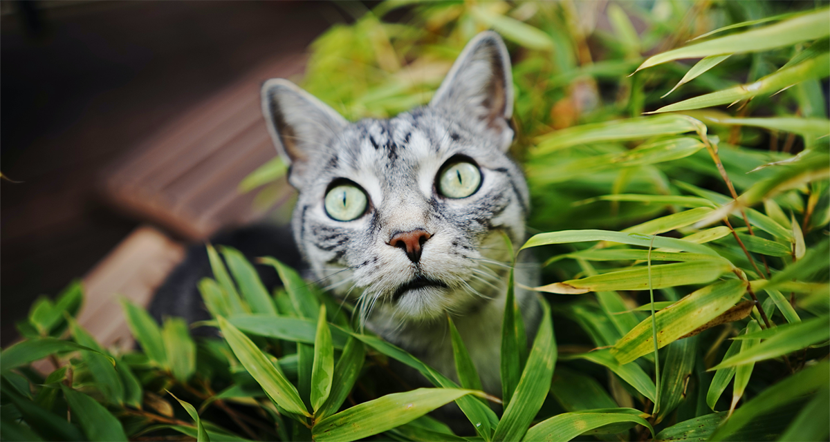 Catnip: o que é, para que serve, como usar e efeitos — VetSaúde