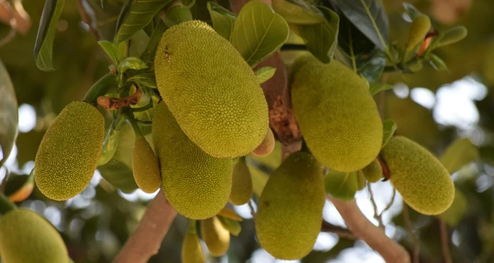 Cachorro pode comer jaca? e o caroço ou a casca? — VetSaúde