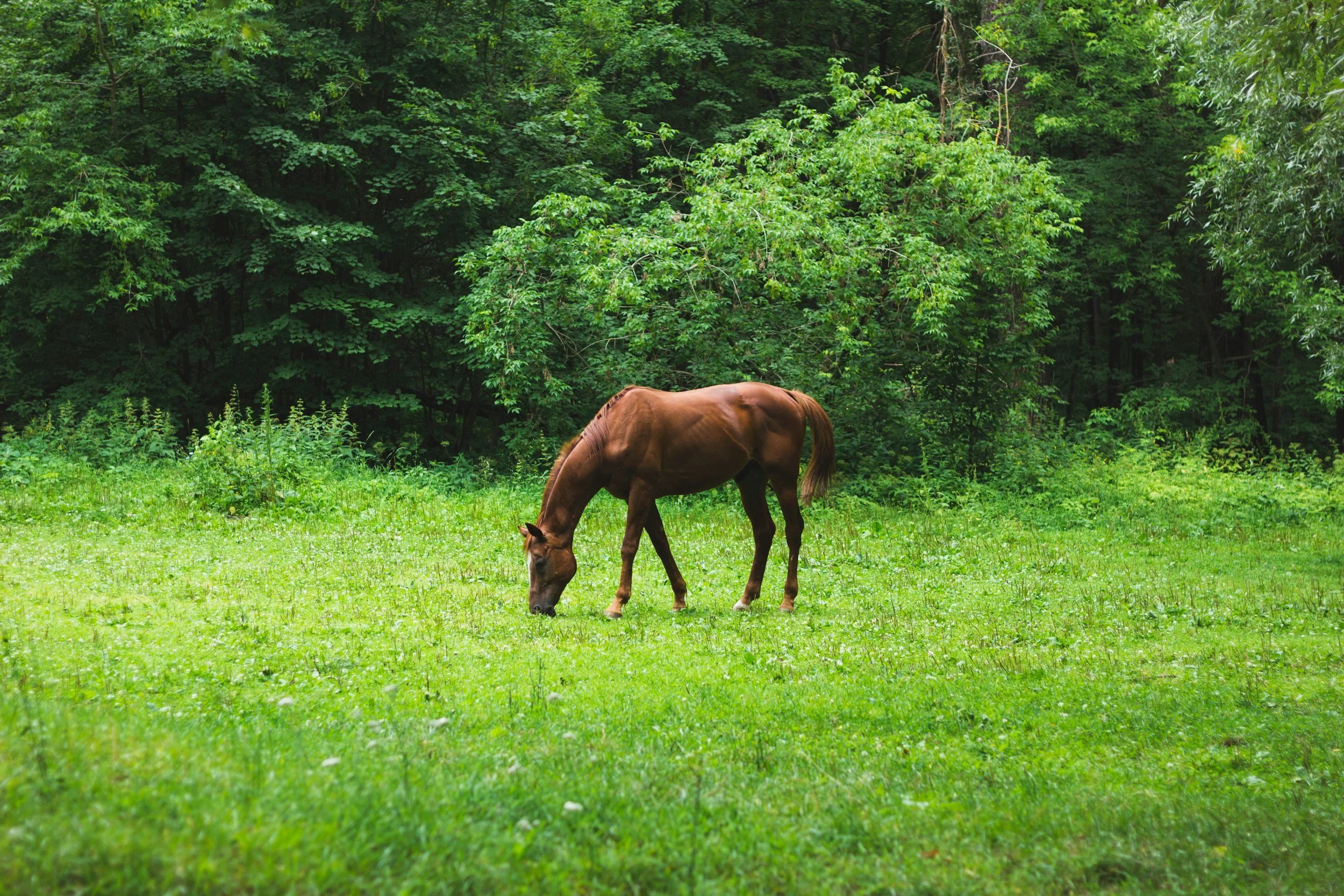 Serenbe Trail Riding