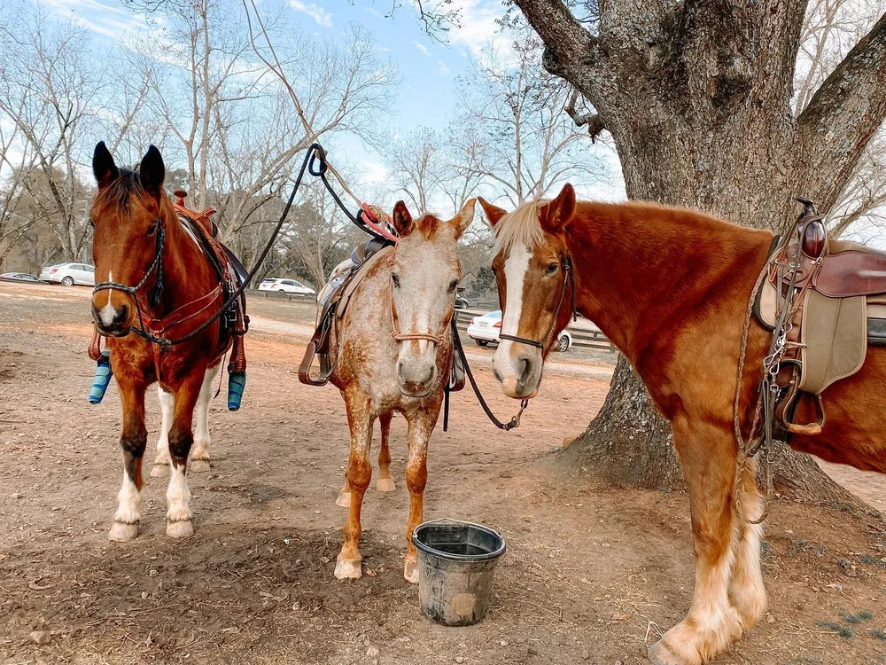Serenbe Trail Riding
