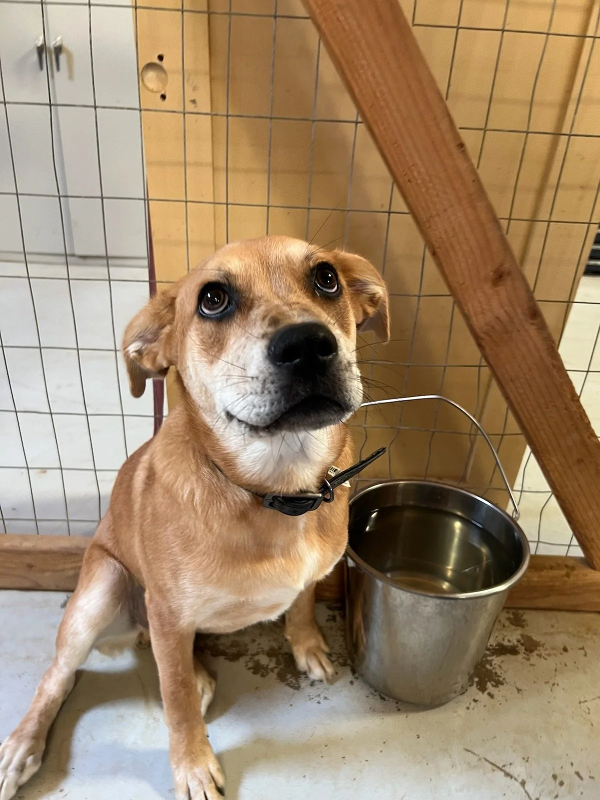 About 1 — Second Chance Dog Rescue Mansfield